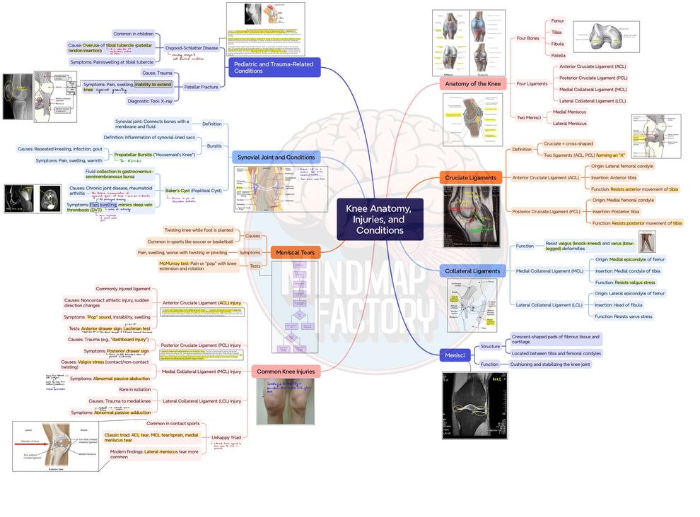 Mastermaps Integrated Musculoskeletal System Notes – Mindmap Factory