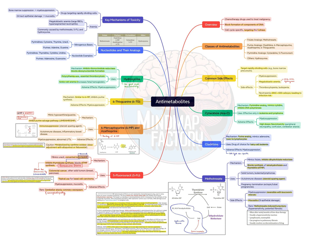 MindmapFactory Combo Plan - Enhance Your Learning – Mindmap Factory